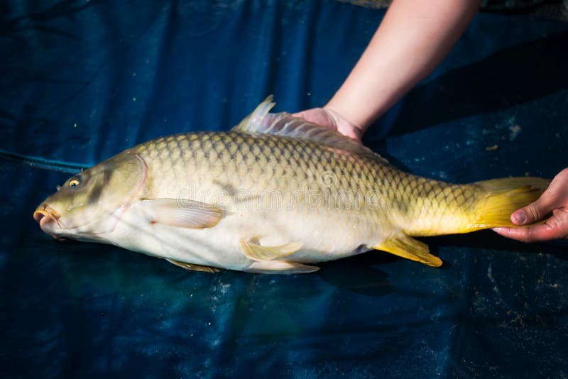 Common Carp Layed on a Blue Underlay Hold by Men Hands Stock Photo ...