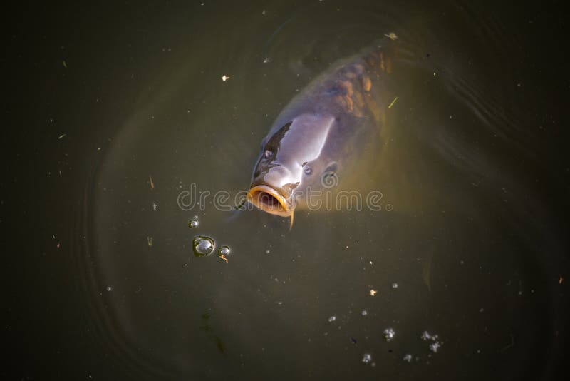 Common carp male in water stock photo. Image of hunter - 224860862