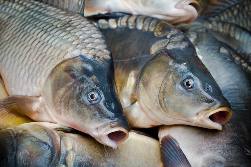 Common carp stock image. Image of close, food, common - 16524697