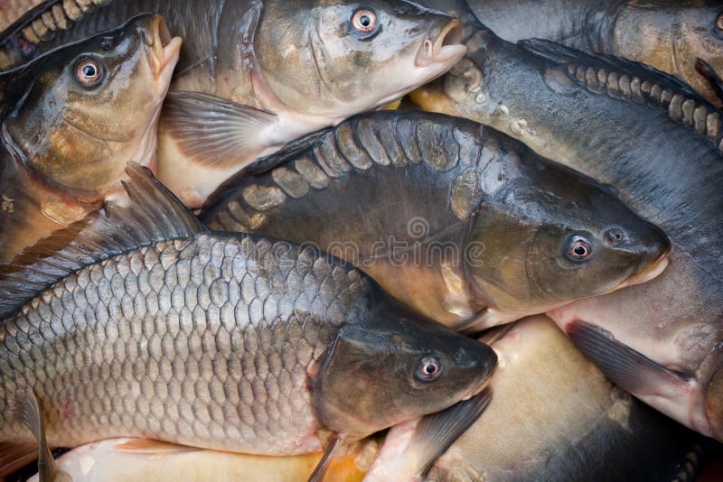 Common carp stock image. Image of close, food, common - 16524697