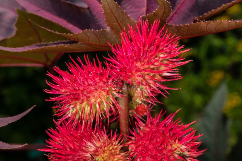 Common Castor Bean stock photo. Image of blossom, castor - 187033178