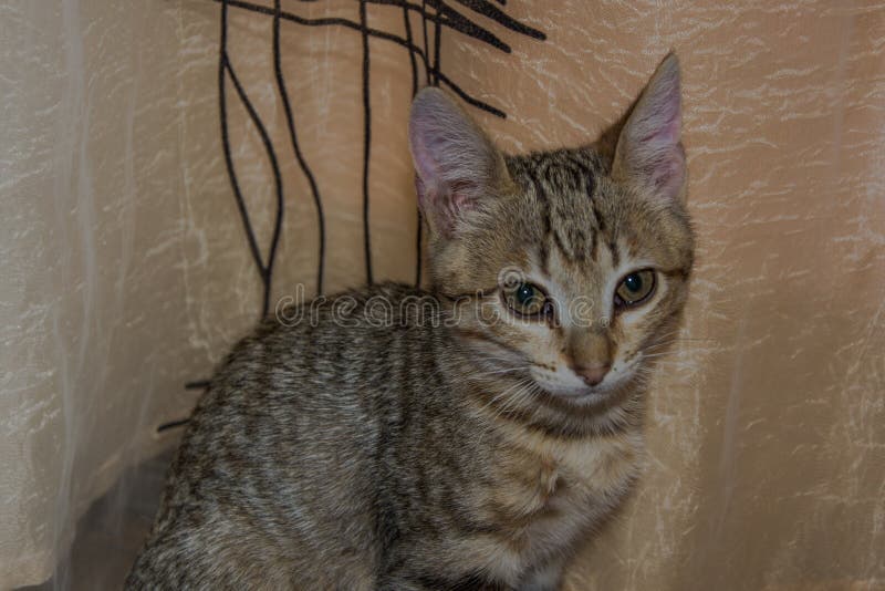 Common Cat Looking at Camera with His Best Look, Good and Tender Stock ...