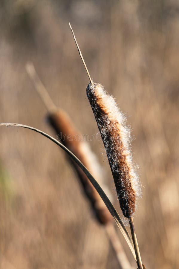 Common Cattail or Broadleaf Cattail, Typha Latifolia, Bulrush in Winter ...
