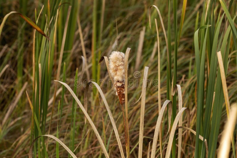 Common Cattail.Reed Seeds in Autumn Stock Photo - Image of environment ...