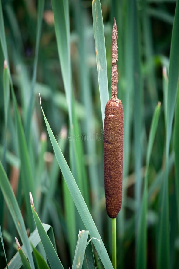 Cattails stock image. Image of wetlands, swamps, nature - 1569613