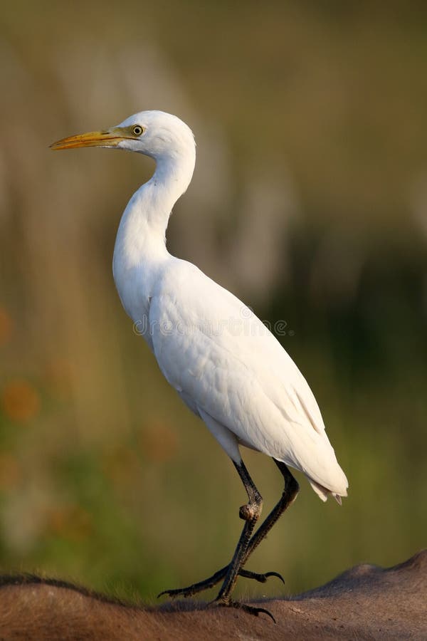 Common cattle egret stock photo. Image of crowned, bird - 128362952