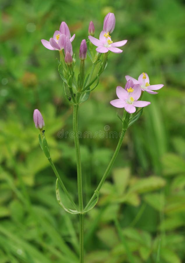 Common Centaury or Centaurium Erythraea Plant in Zurich in Switzerland ...