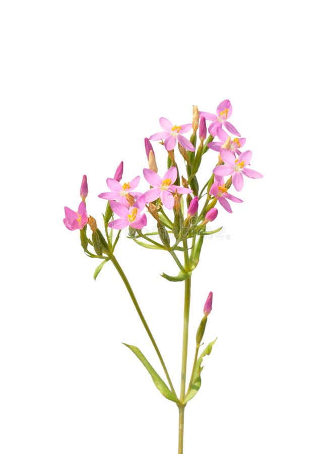 2+ Centaurium Free Stock Photos - StockFreeImages