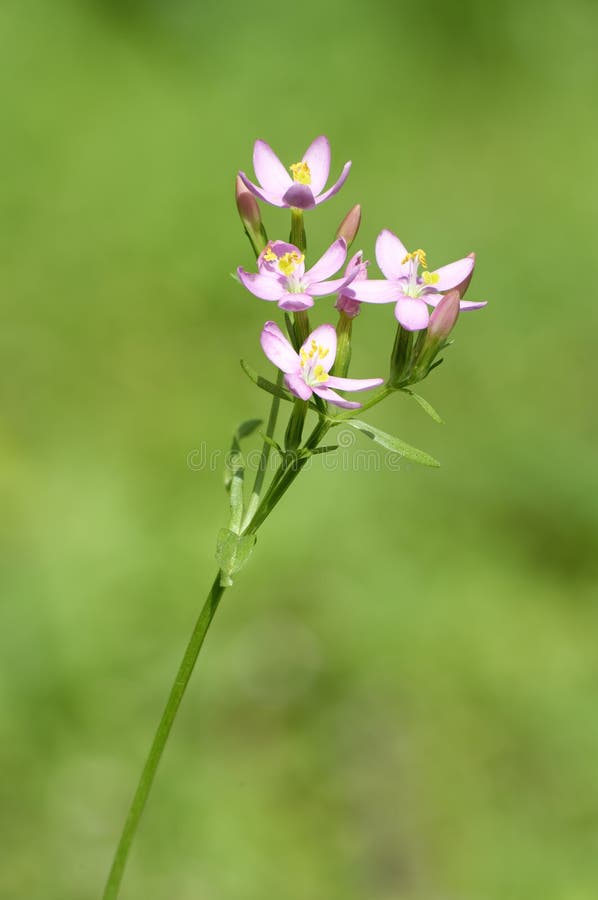 Common Centaury stock photo. Image of vertical, portrait - 227695948