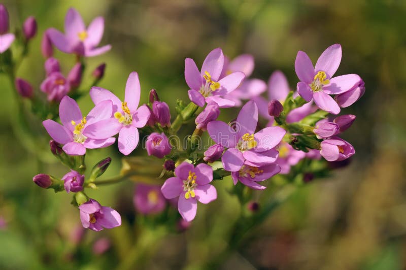 Common Centaury ( Centaurium Erythraea ) Flowers Stock Photo - Image of ...