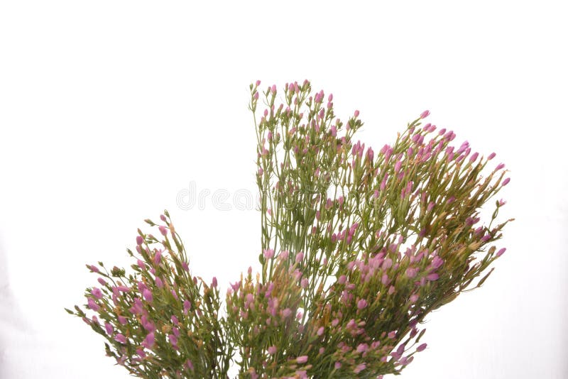 Common Centaury Flowers.Common Centaury - Centaurium Erythraea Stock ...