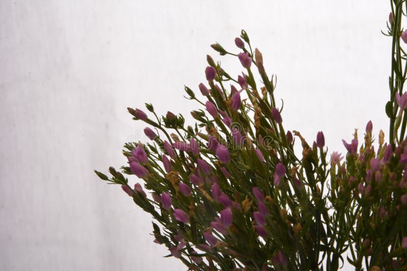 Common Centaury or Centaurium Erythraea Plant in Zurich in Switzerland ...