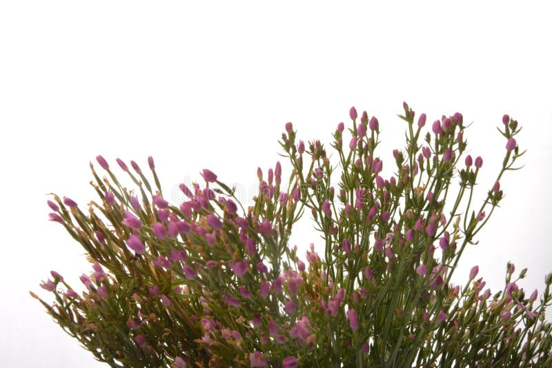Common Centaury Flowers.Common Centaury - Centaurium Erythraea Stock ...