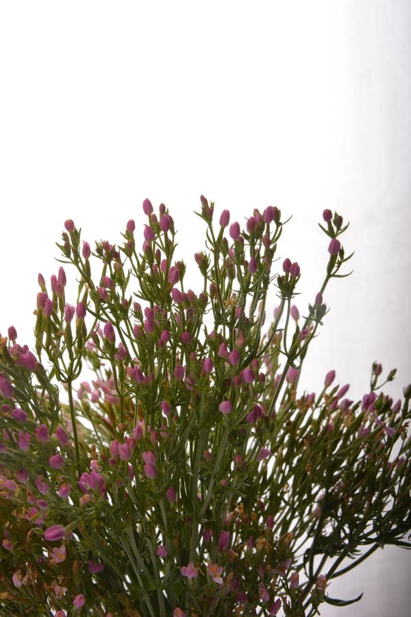 Common Centaury Flowers.Common Centaury - Centaurium Erythraea Stock ...