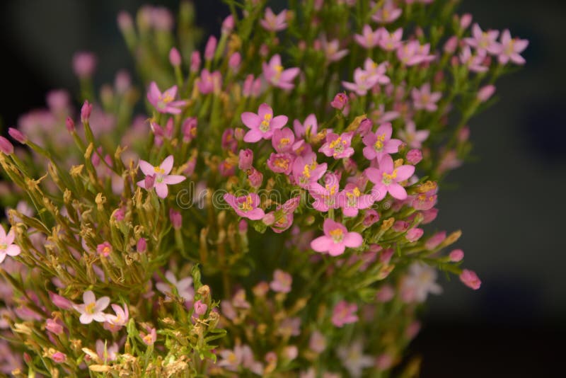 Common Centaury Flowers.Common Centaury - Centaurium Erythraea Stock ...