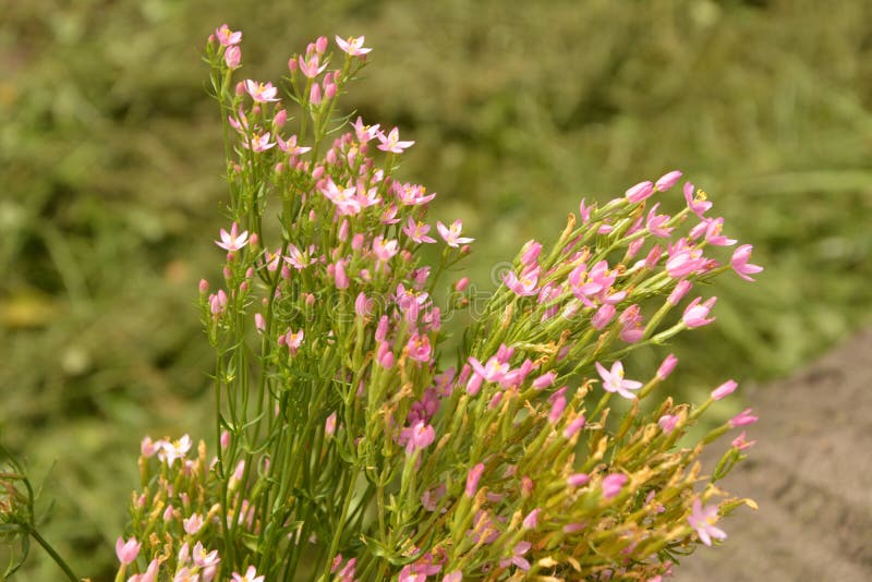 Common Centaury or Centaurium Erythraea Plant in Zurich in Switzerland ...