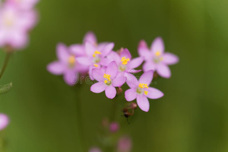 Common Centaury or Centaurium Erythraea Plant in Zurich in Switzerland ...