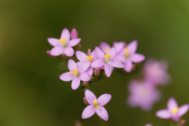 Common Centaury or Centaurium Erythraea Plant in Zurich in Switzerland ...
