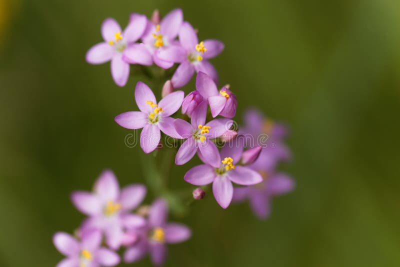 Common Centaury, Centaurium Erythraea Stock Photo - Image of flowering ...