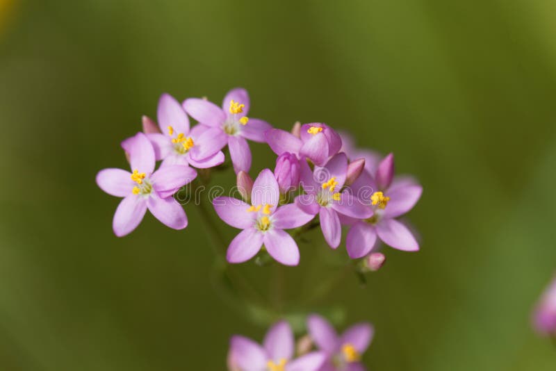Common Centaury, Centaurium Erythraea Stock Photo - Image of garden ...