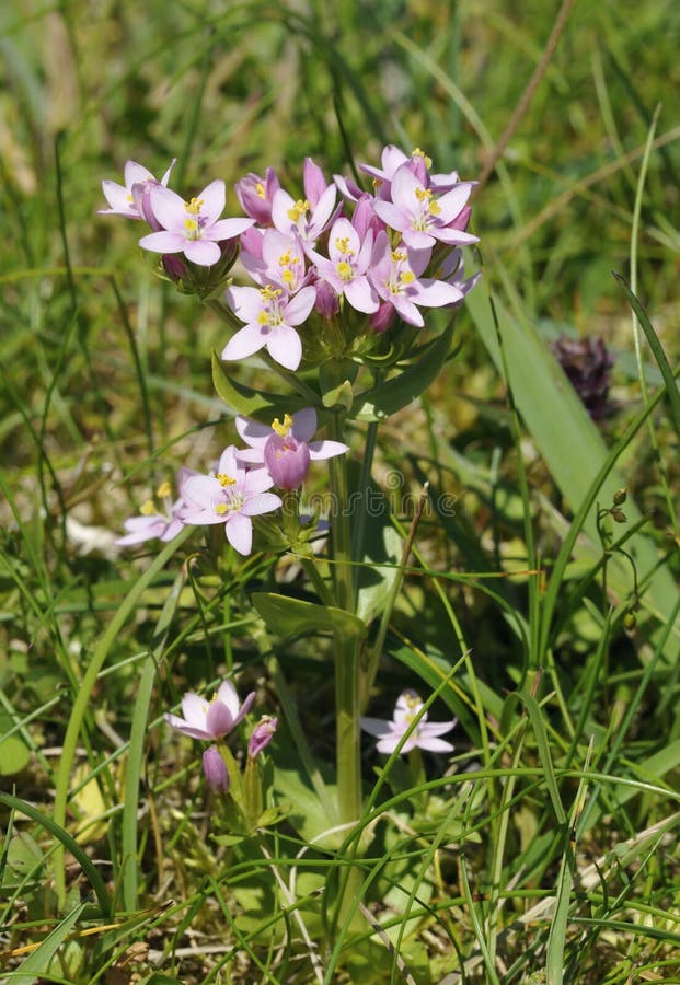 Common Centaury stock image. Image of centaurium, hebrides - 47194629