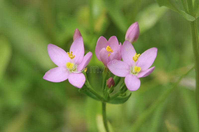 Common Centaury or Centaurium Erythraea Plant in Zurich in Switzerland ...