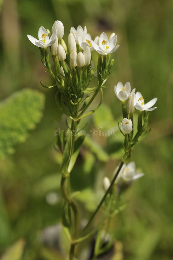 Common Centaury stock image. Image of yellow, gentian - 94038315