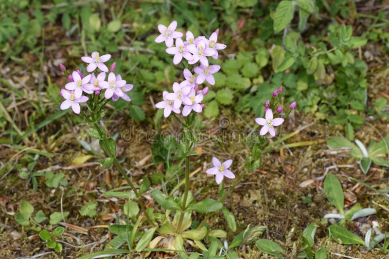 Common Centaury stock image. Image of landscape, common - 225694217
