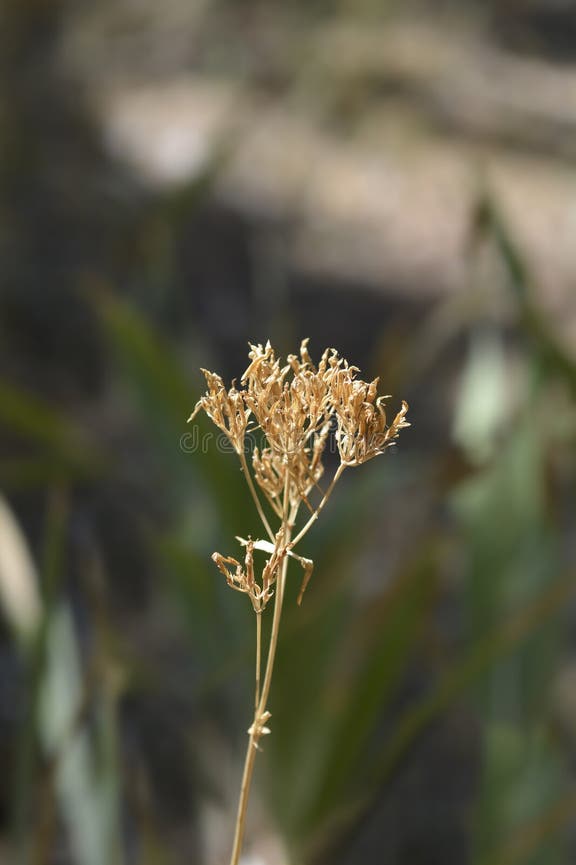 Common centaury stock photo. Image of pods, centaury - 336337382