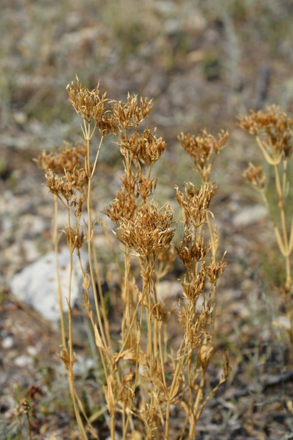Common Centaury or Centaurium Erythraea Plant in Zurich in Switzerland ...