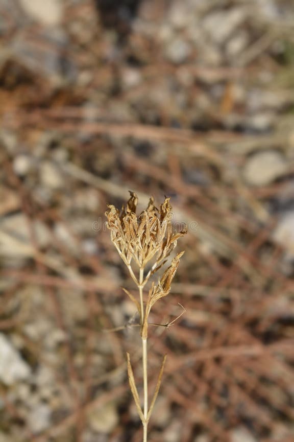 Common centaury stock photo. Image of name, seed, centaurium - 348158782