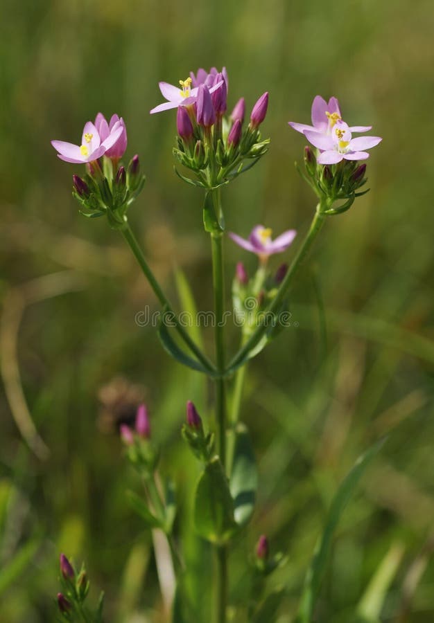 Common Centaury flower stock photo. Image of common, kenfig - 37610092