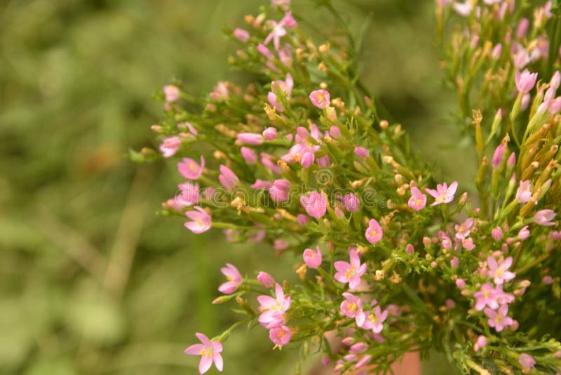 Common Centaury or Centaurium Erythraea Plant in Zurich in Switzerland ...