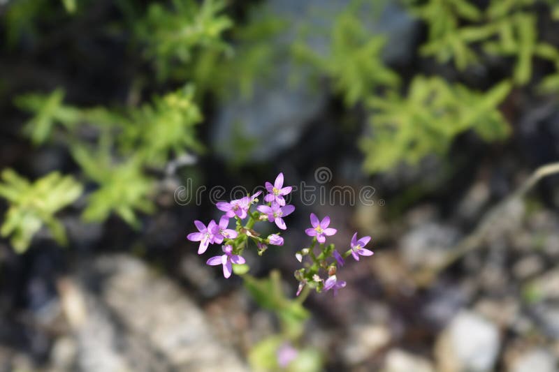 Common centaury stock photo. Image of nature, outdoors - 335299436