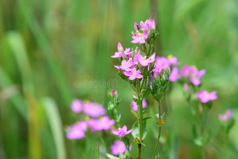 Common Centaury Plant in Bloom. Centaurium Erythraea Stock Photo ...