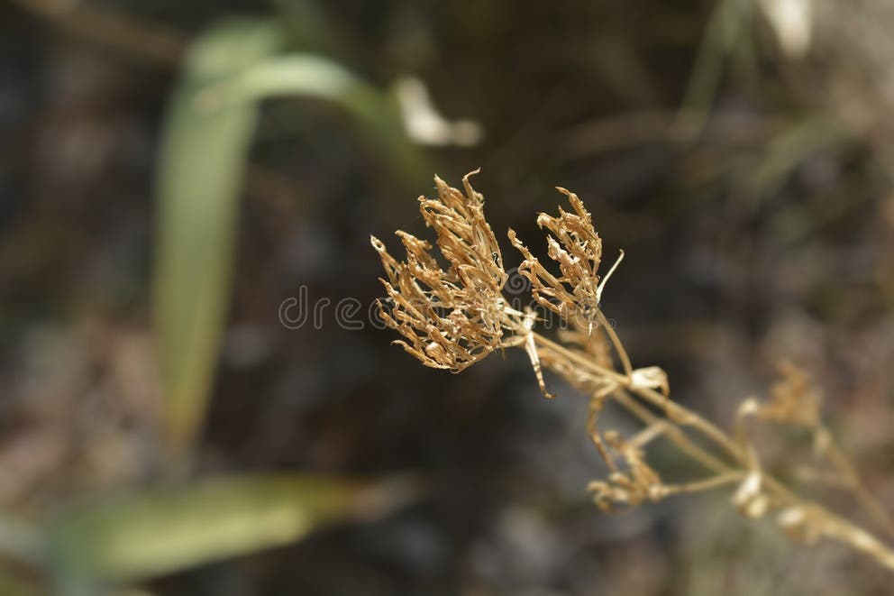Common centaury stock image. Image of close, pods, drug - 349120191