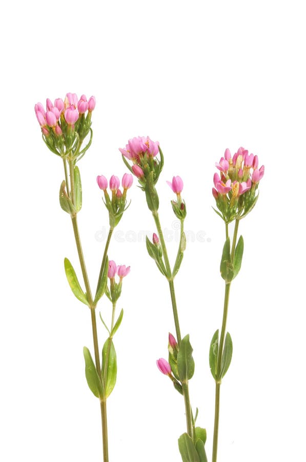 Common Centuary stock photo. Image of plant, centuary - 57413424