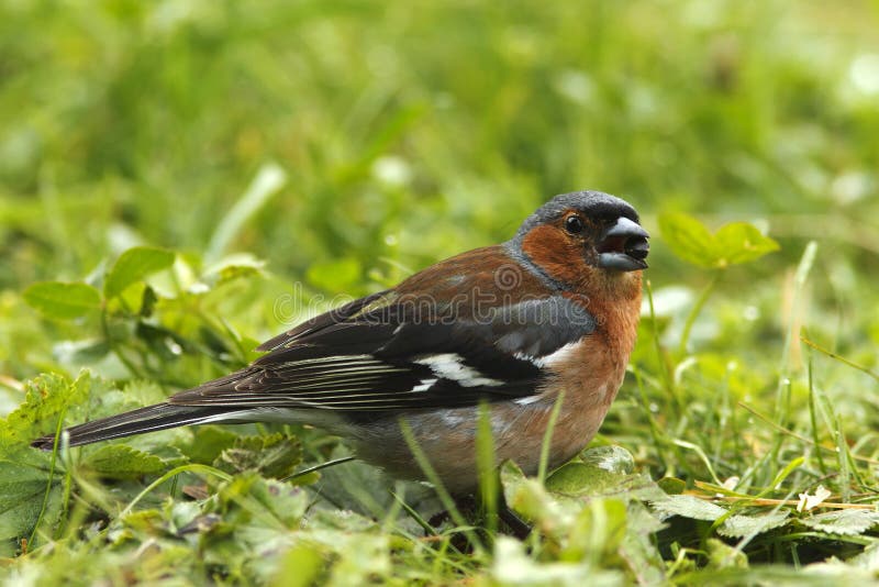 Common chaffinch stock photo. Image of europe, beak, environment - 21667812