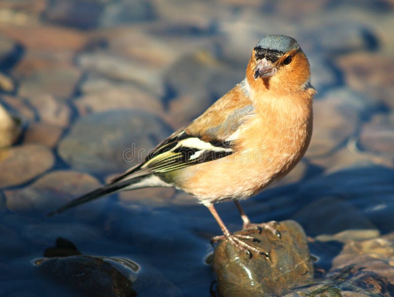 Common chaffinch stock photo. Image of resting, orange - 28628564