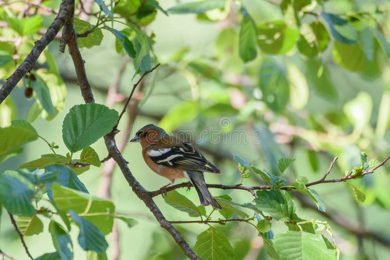 Common Chaffinch Bird Fringilla Coelebs Stock Photo - Image of ...