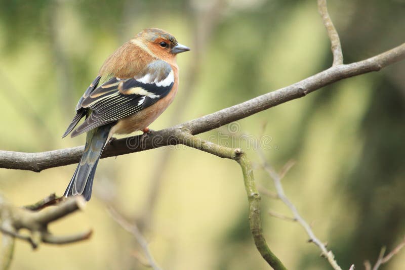 Common chaffinch stock image. Image of animal, coelebs - 112945537