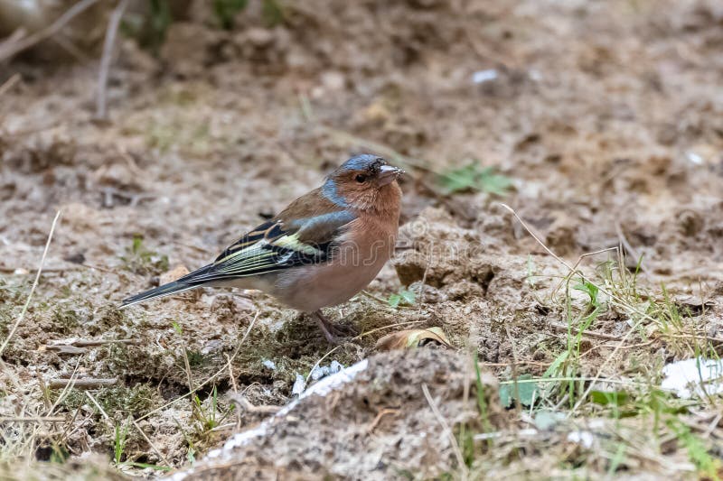 A common chaffinch stock image. Image of cute, nature - 210627465