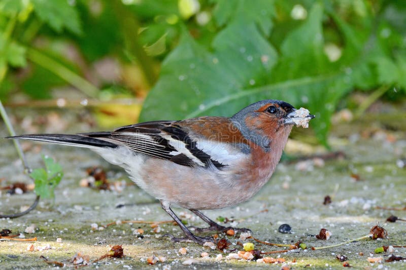 Common chaffinch stock image. Image of feather, coelebs - 227066063