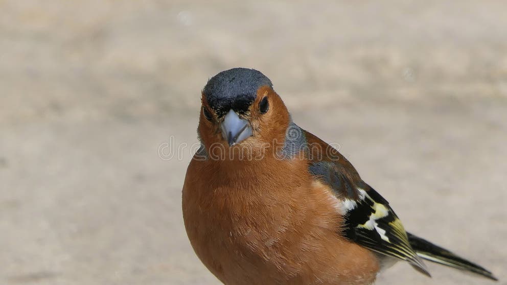 Common Chaffinch Feeding from the Ground Stock Photo - Image of ...