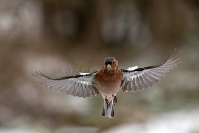 Common Chaffinch Fringilla Coelebs in Flight Wild Bird in Motion Stock ...