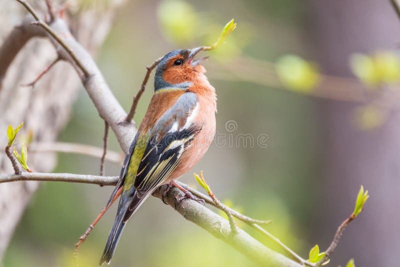 Common Chaffinch, Fringilla Coelebs, Sits on a Tree. Common Chaffinch ... Common Chaffinch, Fringilla Coelebs, Sits on a Tree. Common Chaffinch ...