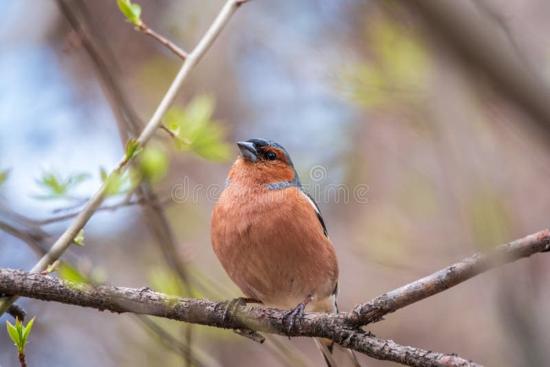 Common Chaffinch, Fringilla Coelebs, Sits on a Tree. Common Chaffinch ... Common Chaffinch, Fringilla Coelebs, Sits on a Tree. Common Chaffinch ...