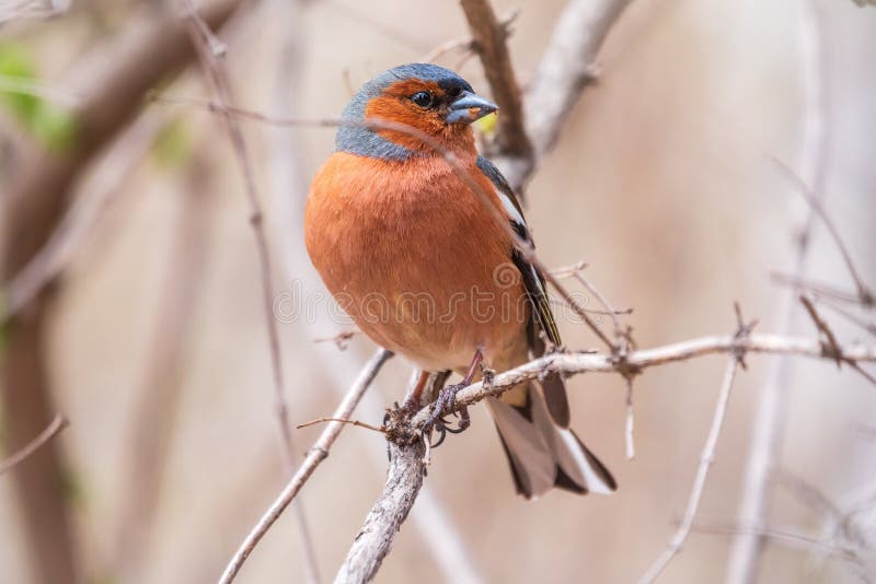 Common Chaffinch, Fringilla Coelebs, Sits on a Tree. Common Chaffinch ... Common Chaffinch, Fringilla Coelebs, Sits on a Tree. Common Chaffinch ...