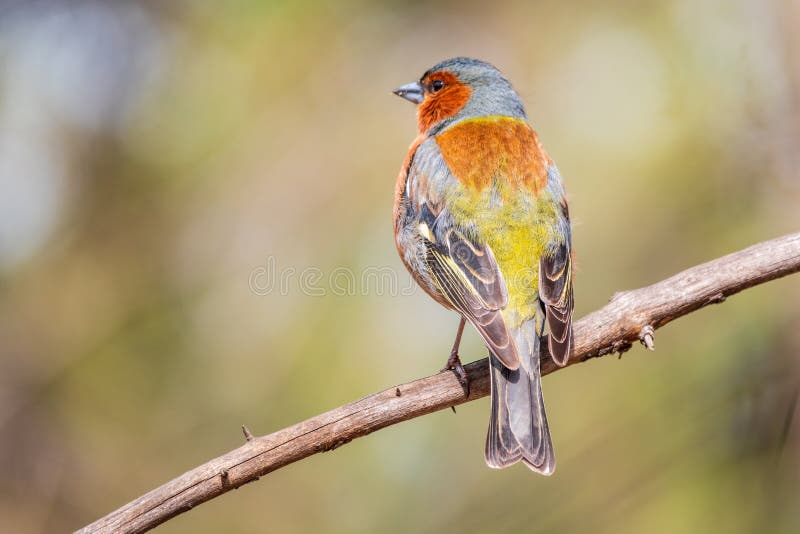 Common Chaffinch, Fringilla Coelebs, Sits on a Tree. Common Chaffinch ... Common Chaffinch, Fringilla Coelebs, Sits on a Tree. Common Chaffinch ...