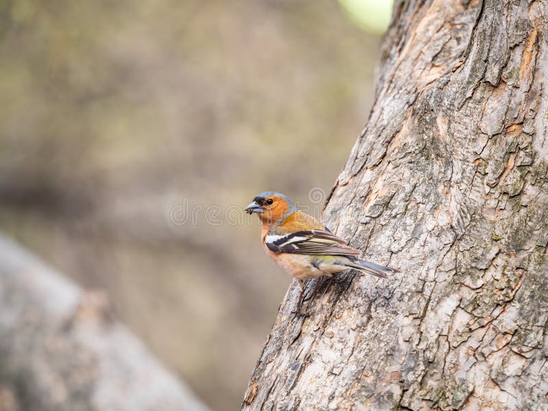 Common Chaffinch, Fringilla Coelebs, Sits on a Tree. Common Chaffinch ... Common Chaffinch, Fringilla Coelebs, Sits on a Tree. Common Chaffinch ...